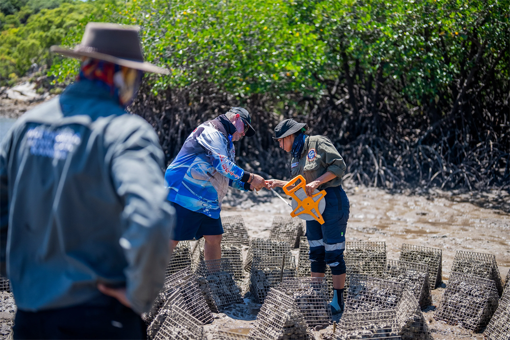 World-first oyster reef restoration fuses Indigenous culture, art and ...