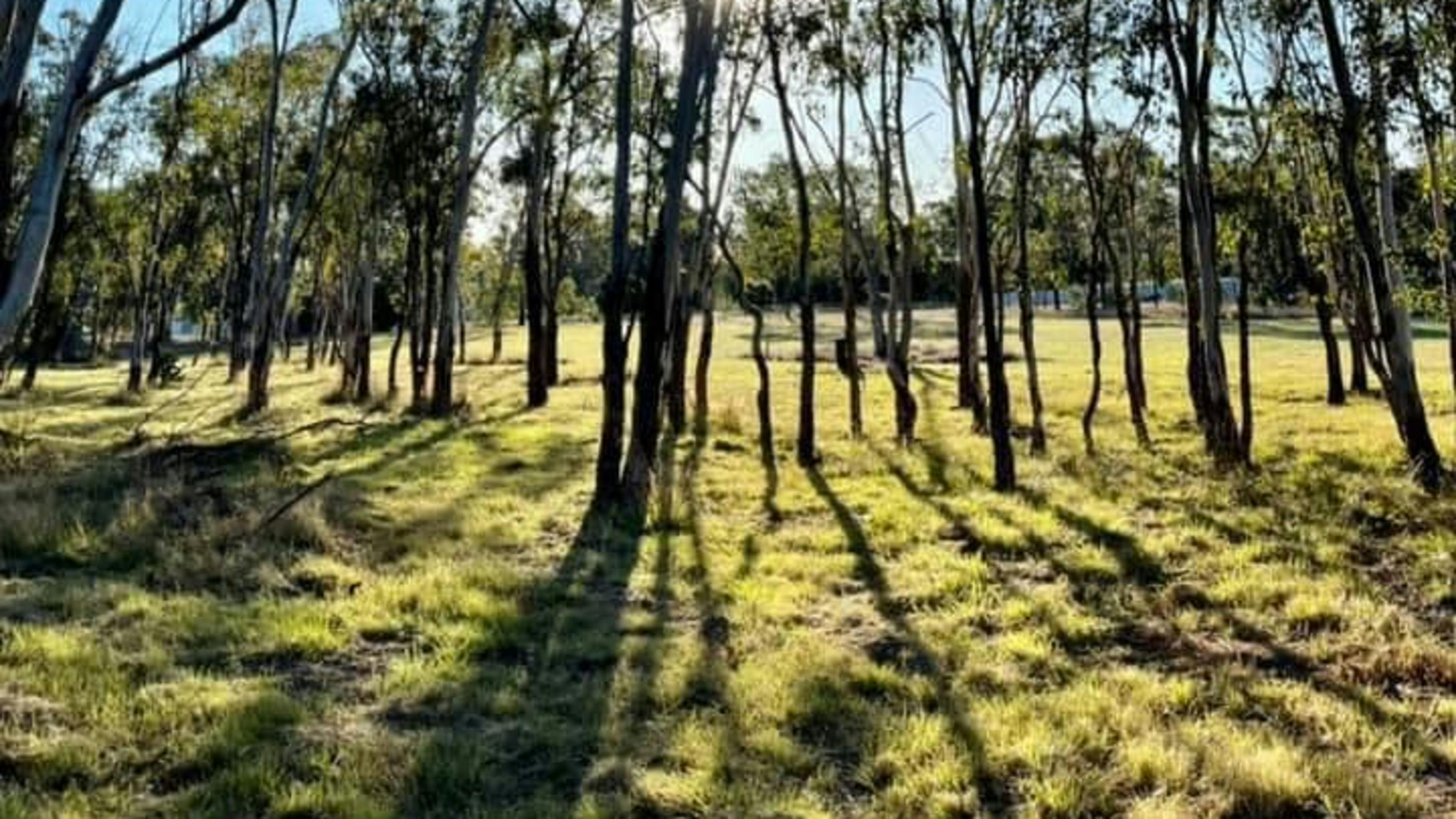 Highland Cattle Camping | Visit Toowoomba Region