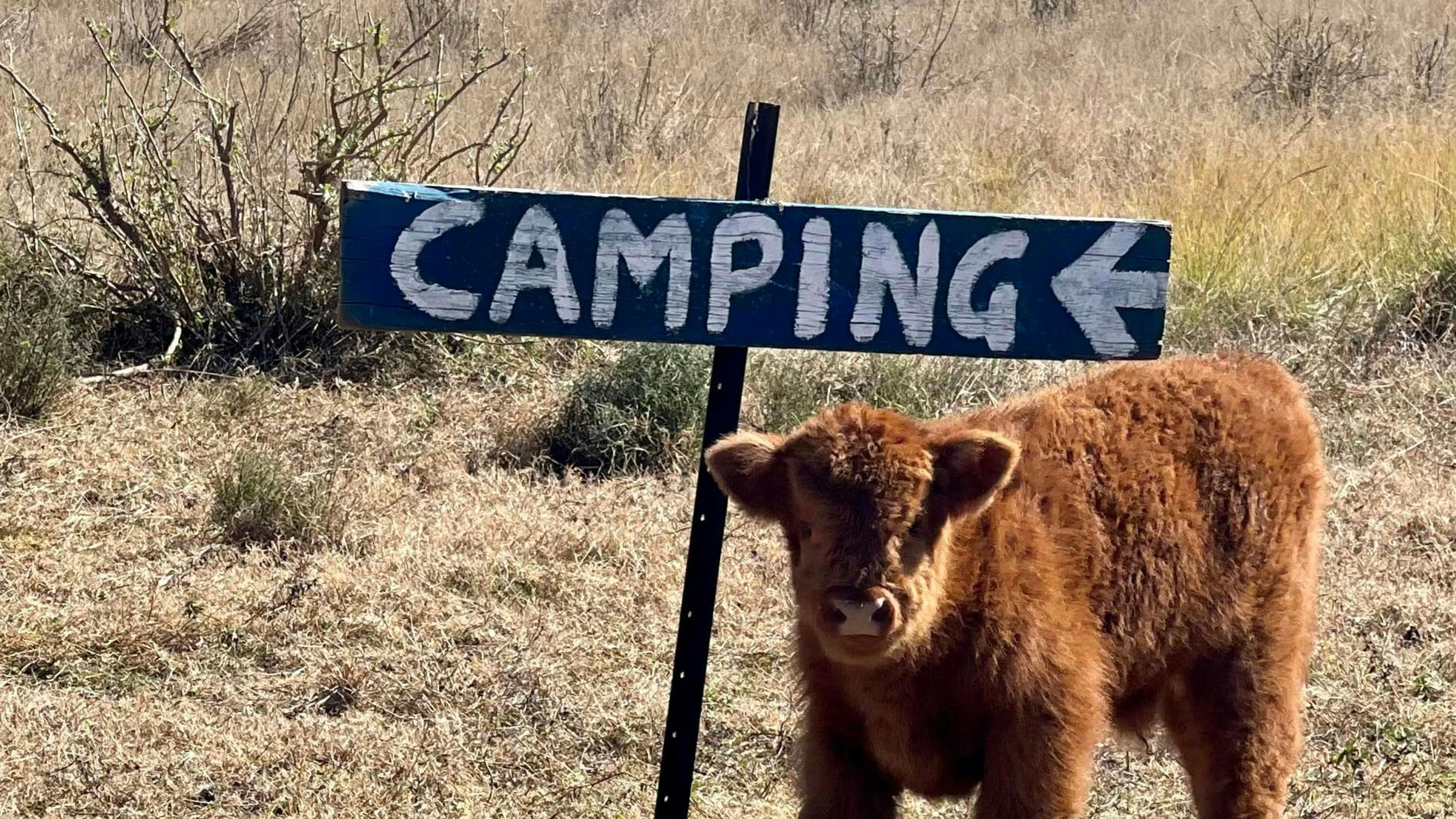 Highland Cattle Camping | Visit Toowoomba Region