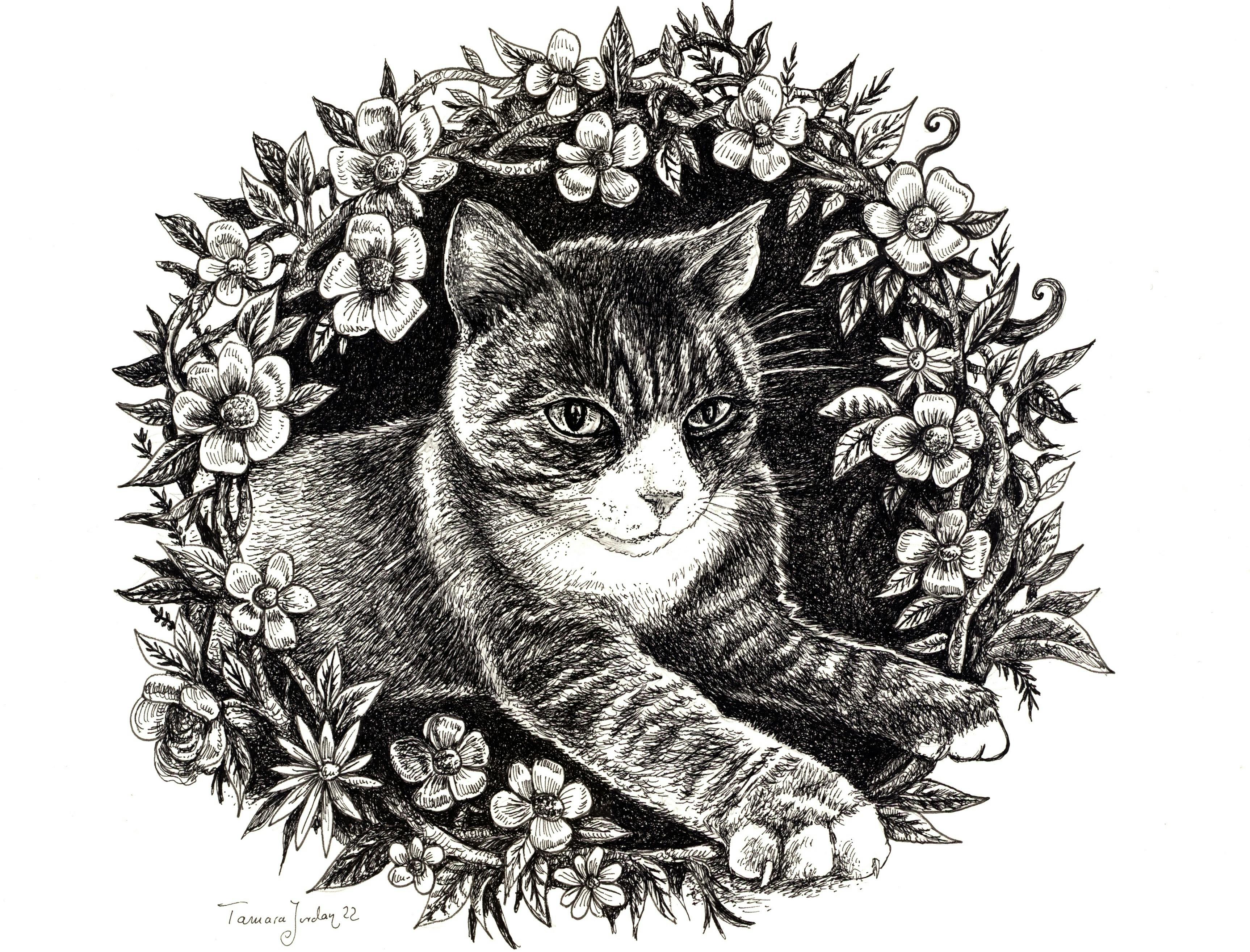 Scribble Cat Studios - Drawing with Pen and Ink Class, Albert Park ...