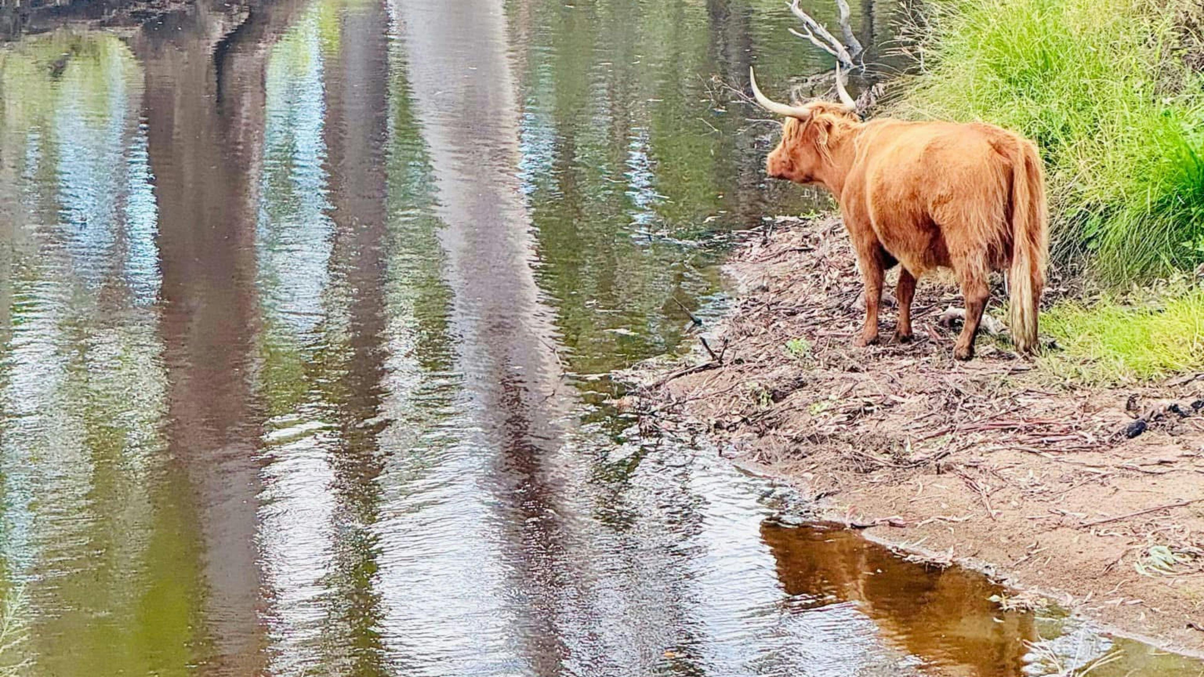 Highland Cattle Camping | Visit Toowoomba Region