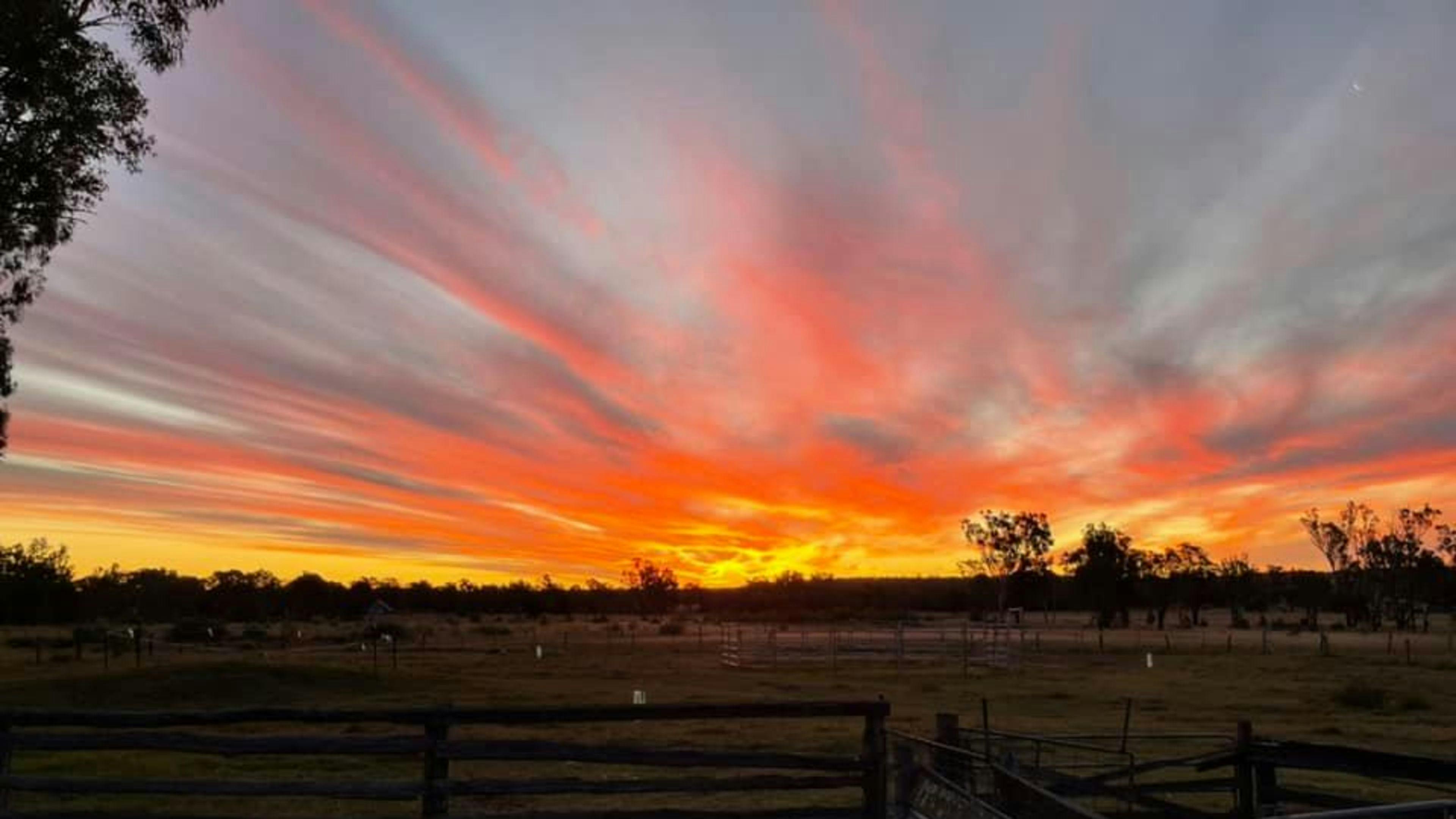Highland Cattle Camping | Visit Toowoomba Region